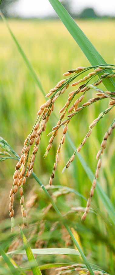 Rice and Grains Industry